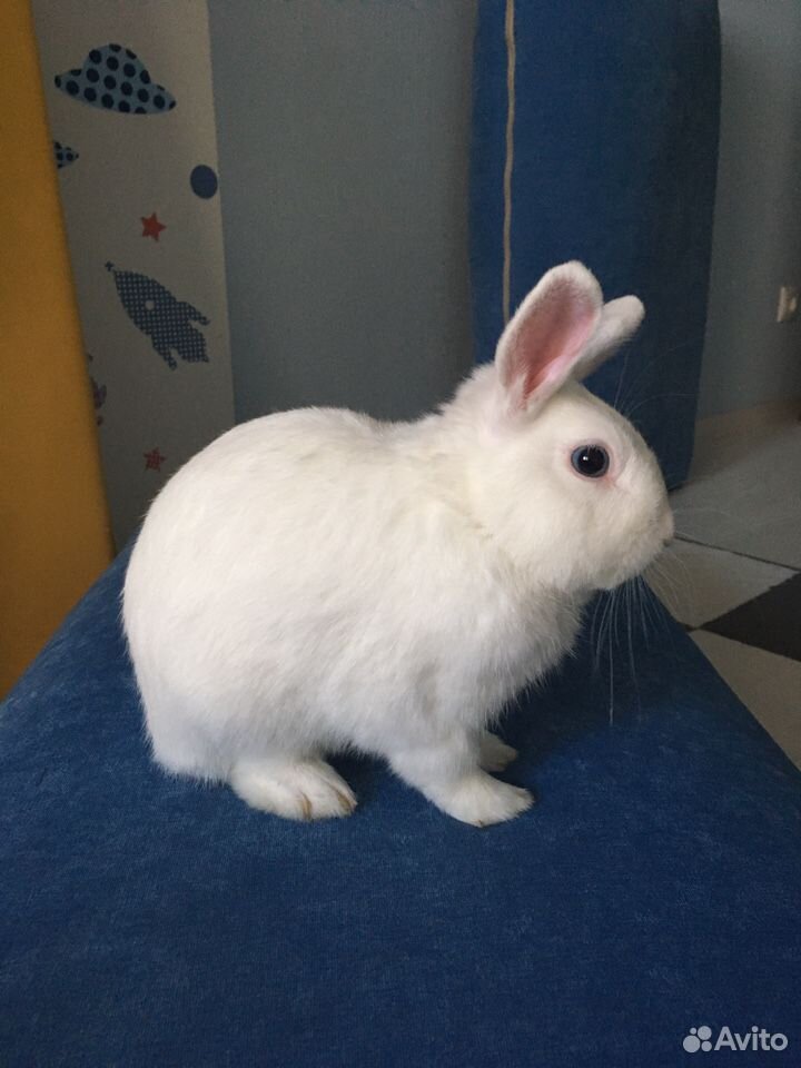 Отдам в добрые руки карликового крольчонка