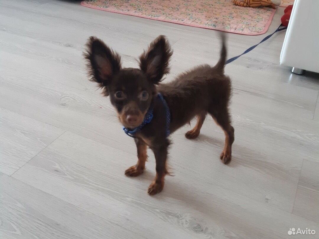 Русский Той-терьер