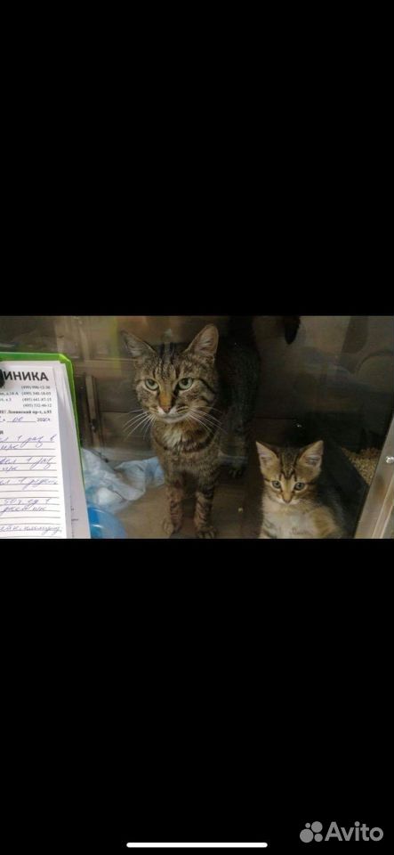 Кошка Алиса и котенок Платон ищут дом