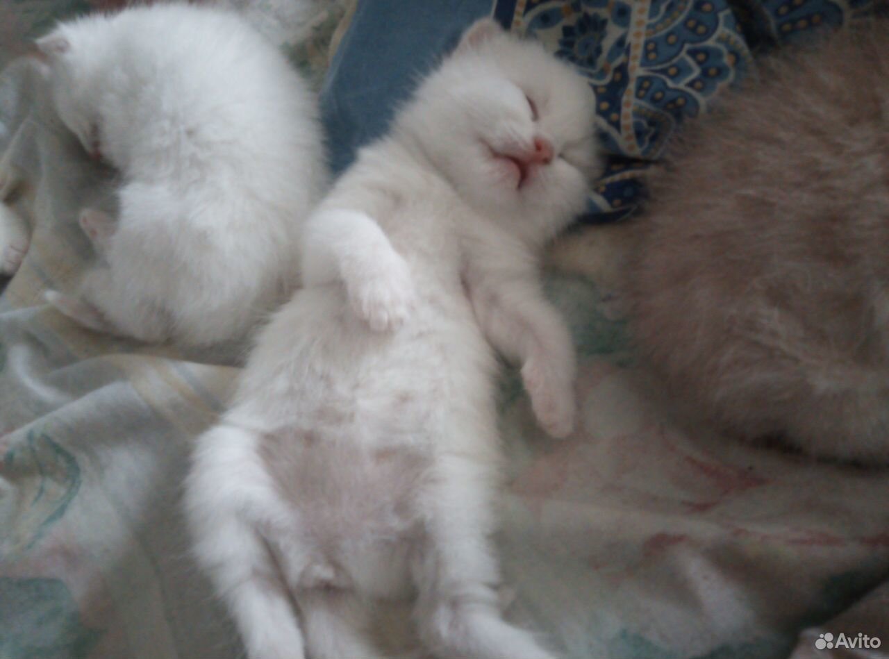 Маленькие котята