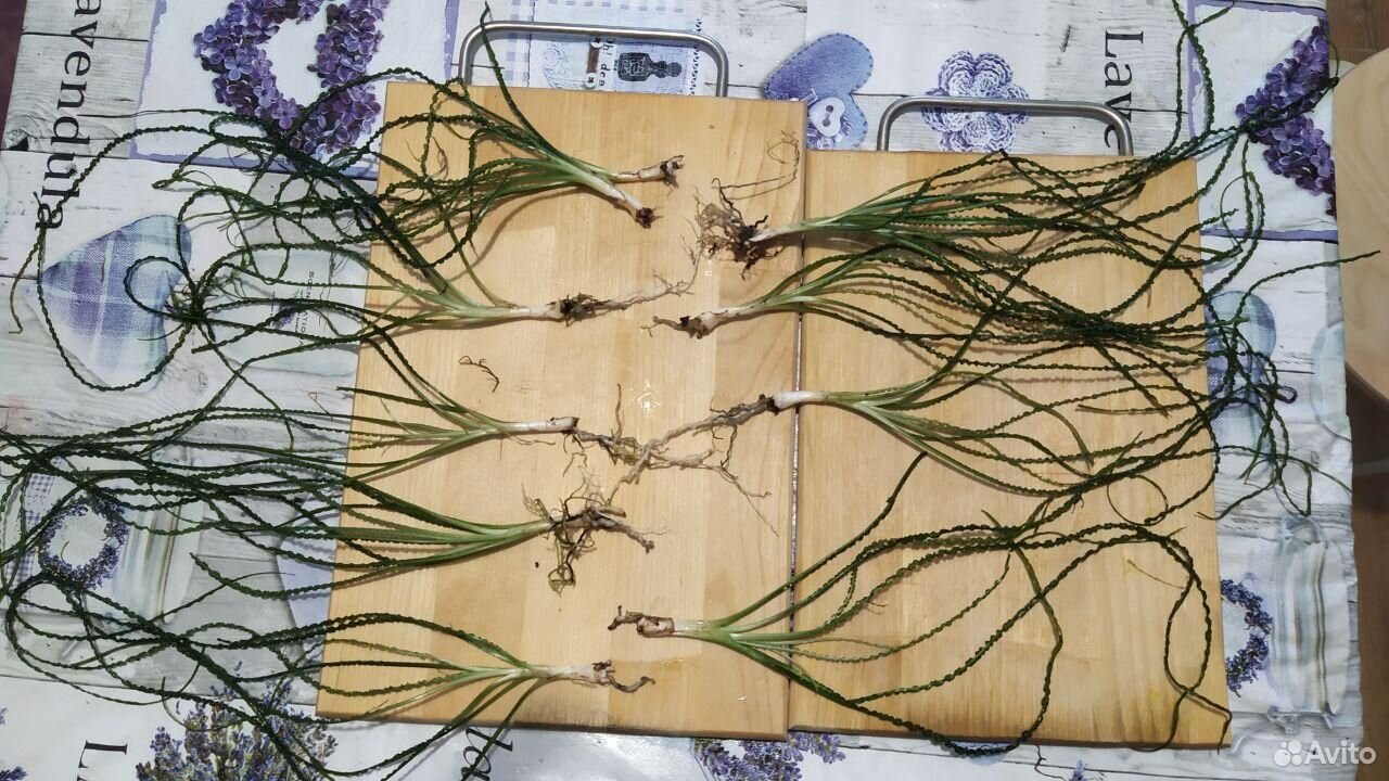 Кринум волнистый (Crinum calamistratum)