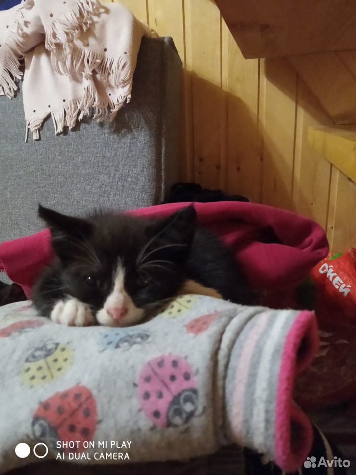 Котята черепаховой окраски