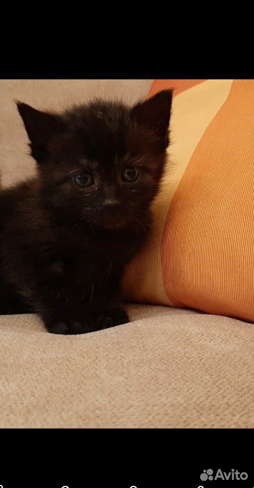 Котенок 1,5 месяца