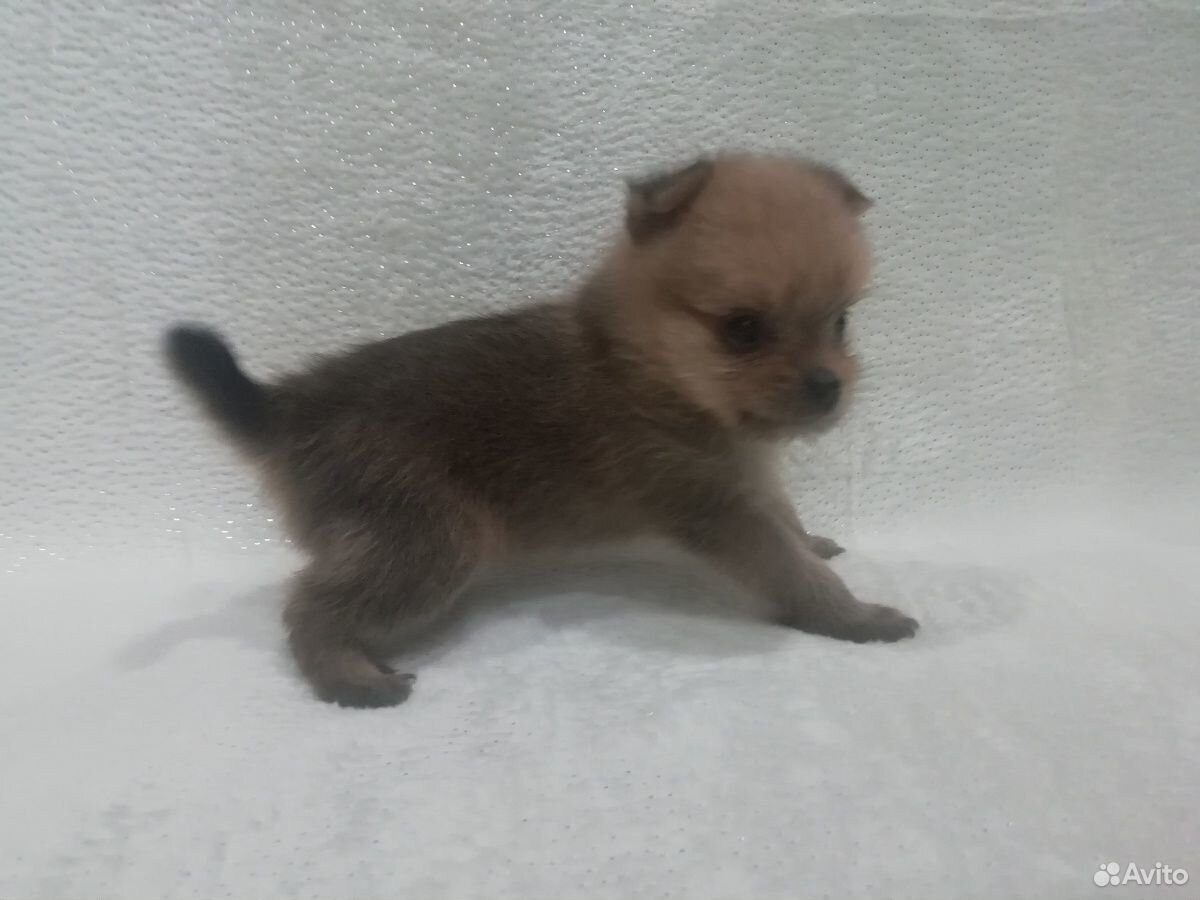 Метис шпица и йерка