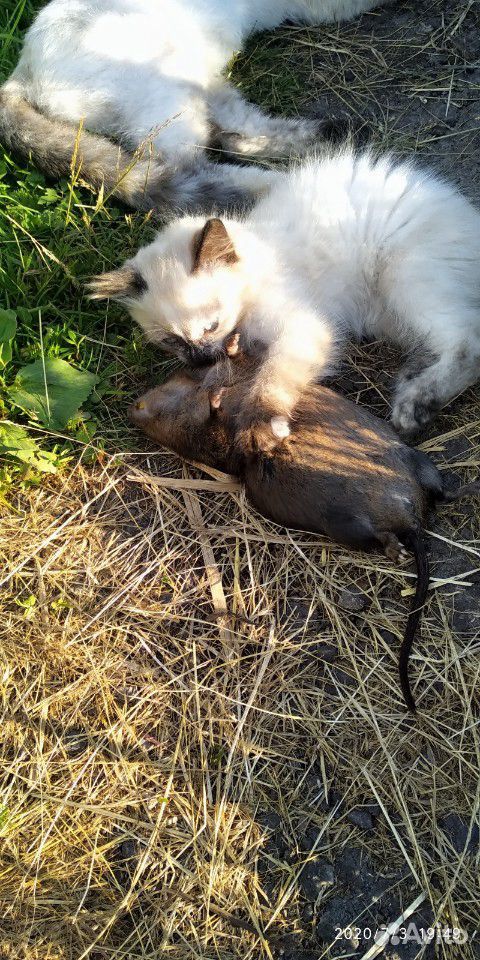 Прекрасная девочка родилась 24 апреля Невская маск