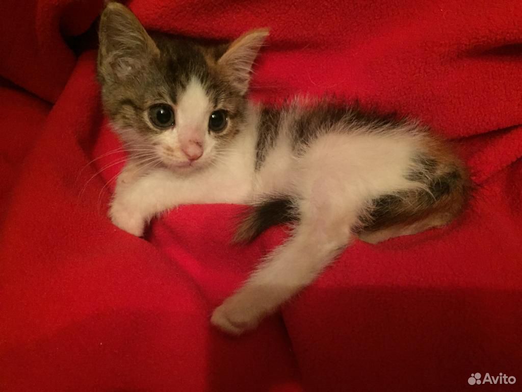 Котёнок