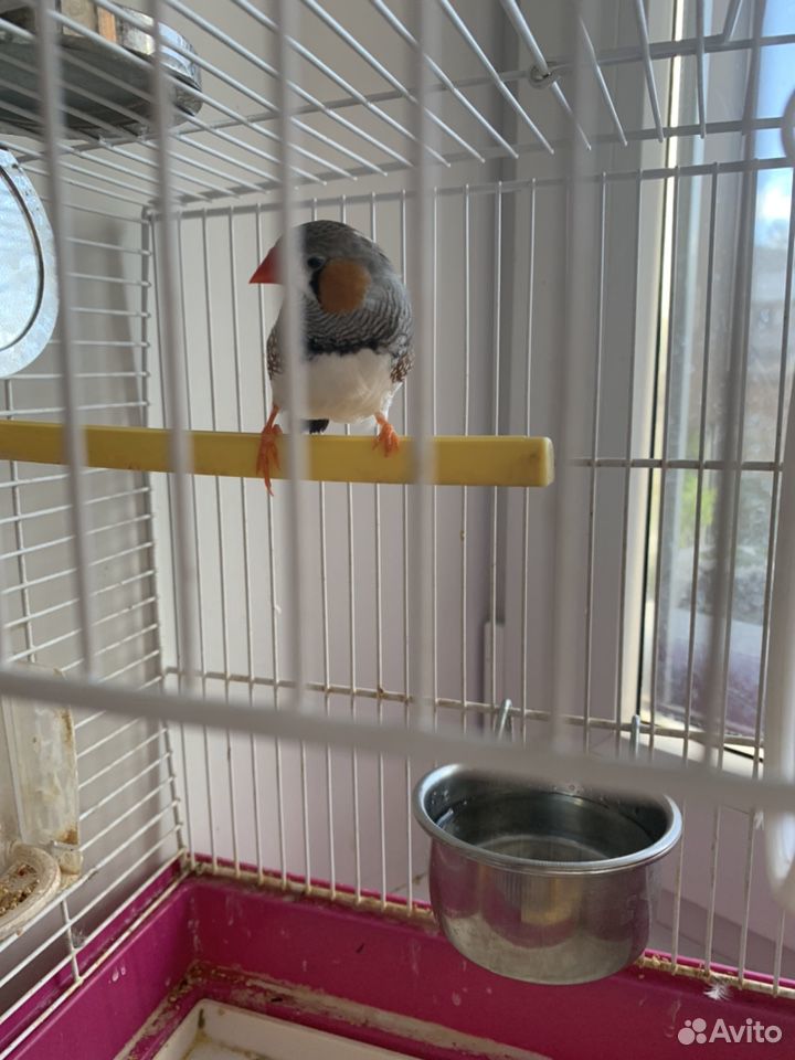 Птичка амадин