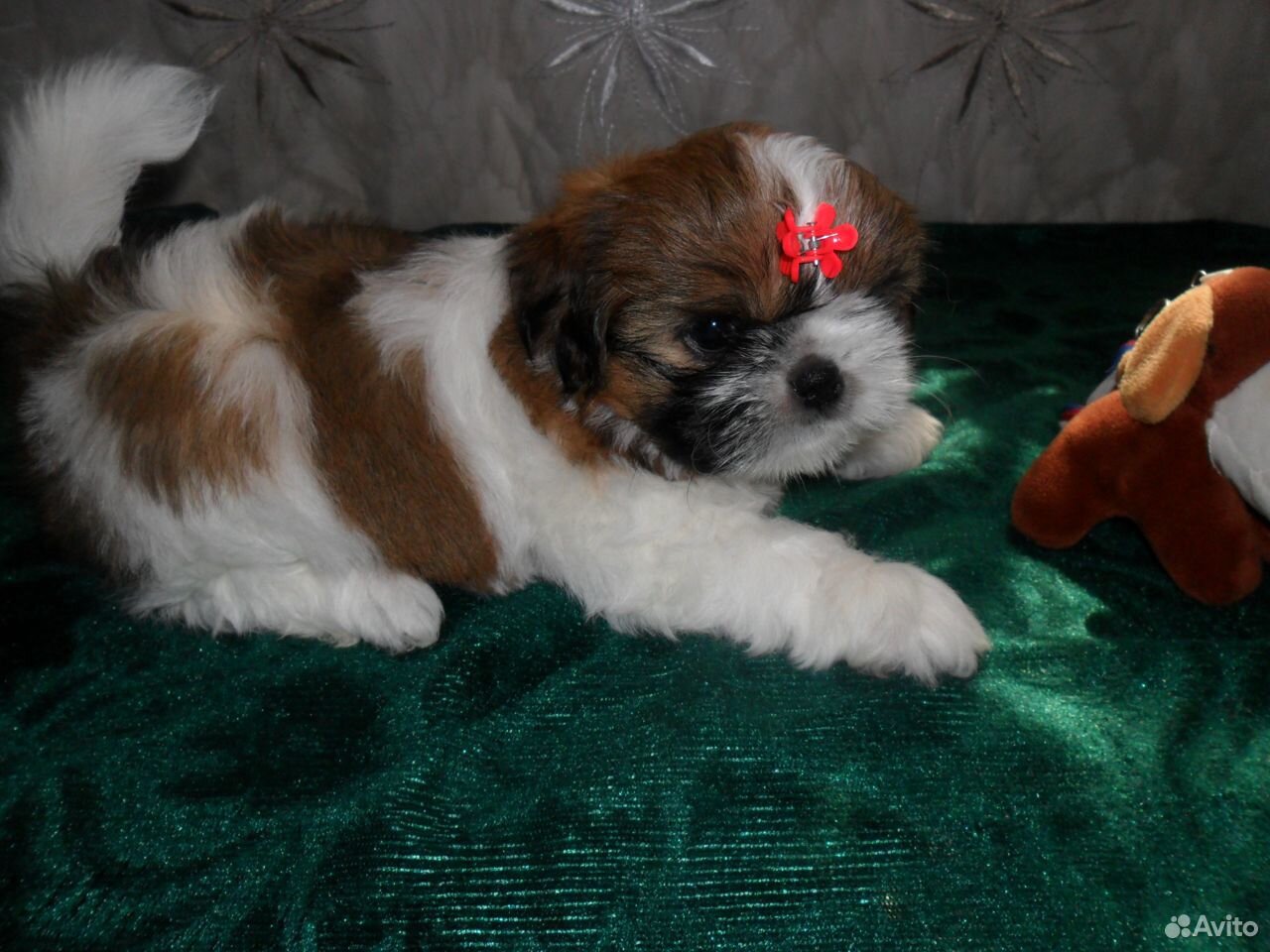 Красотки ши-тцу