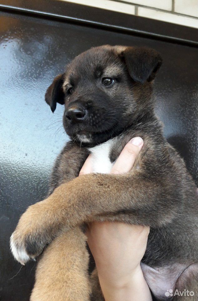 Щенок американской акиты