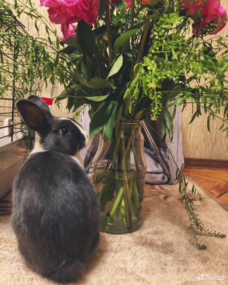 Отдам крольчонка в добрые руки