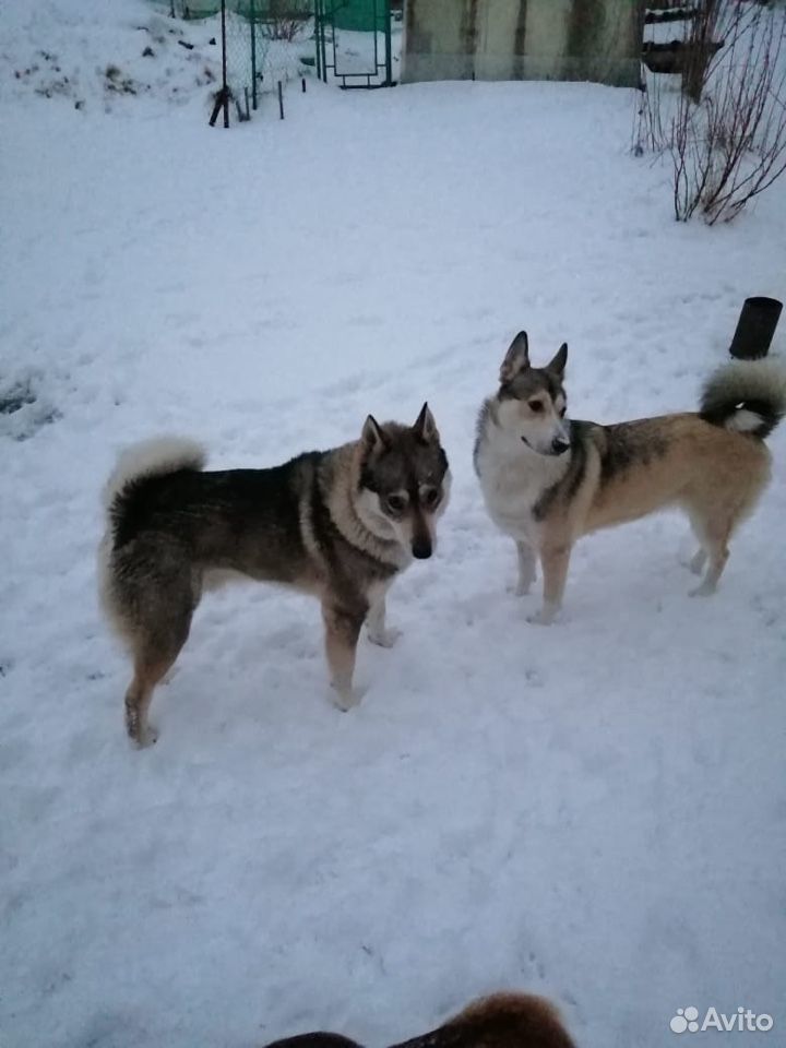 Щенки лайки