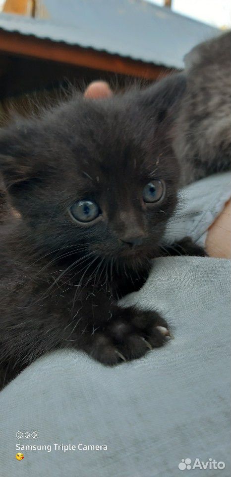 Котята