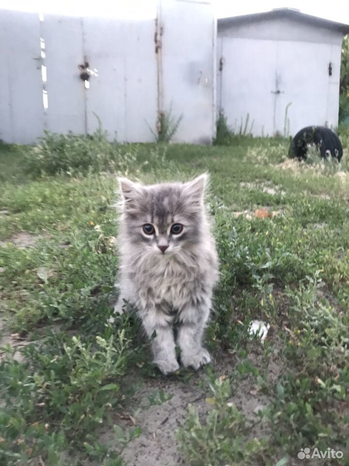 Котёнок