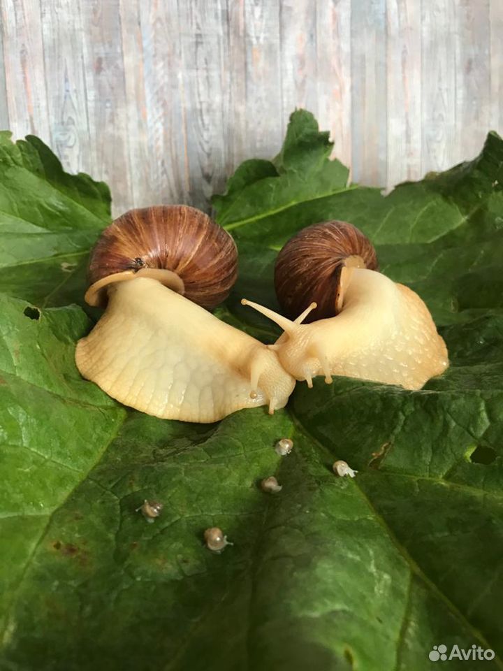 Улитки ахатина фулика альбино