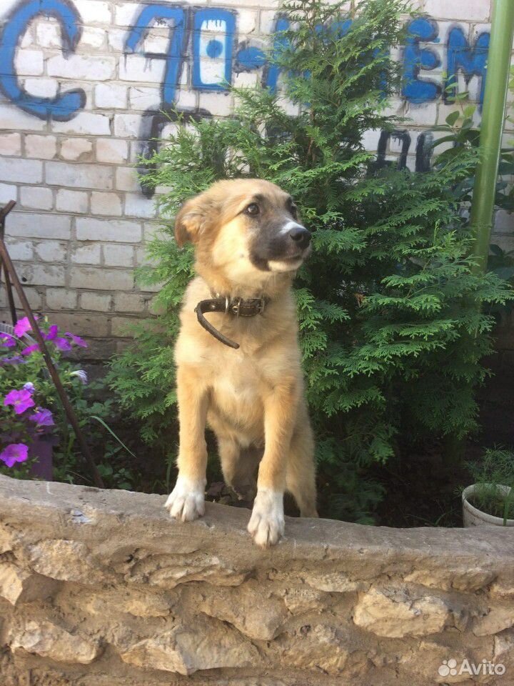 Щенок