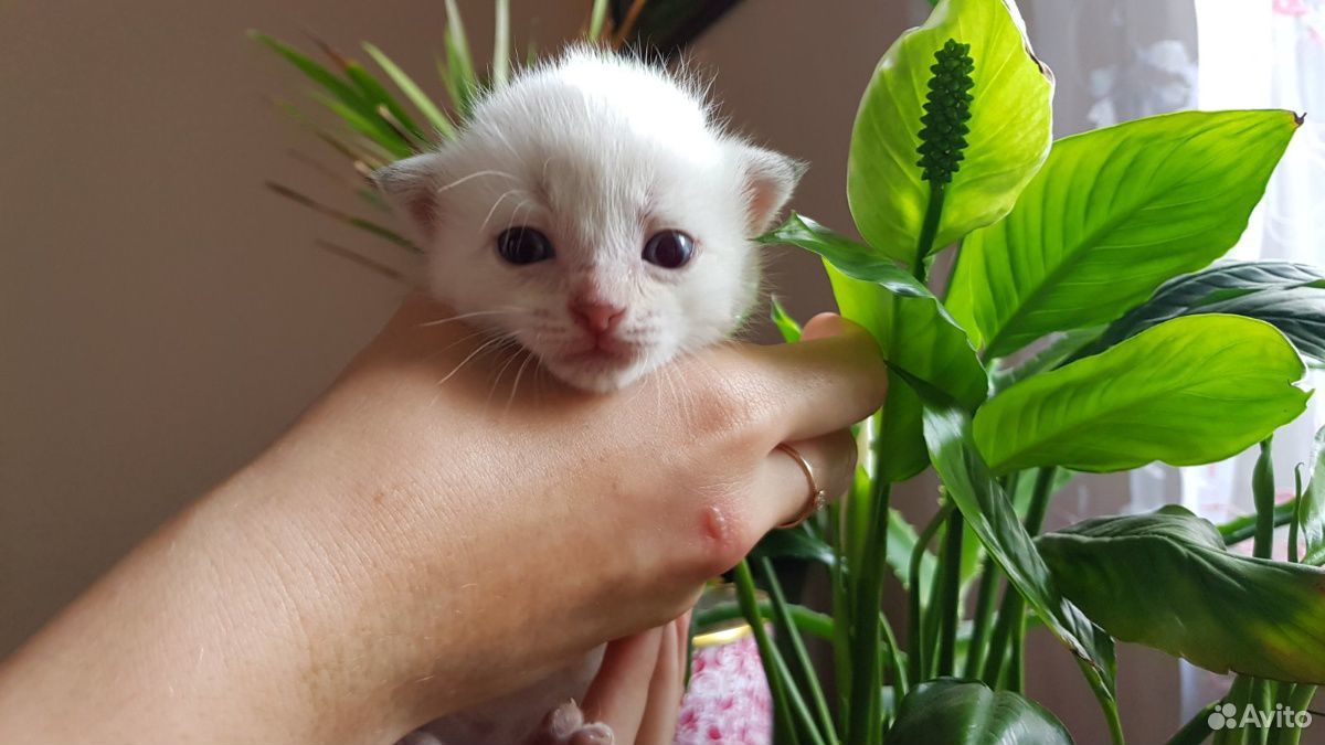 Тайский голубоглазый котенок