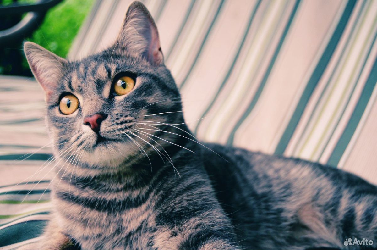 Отдам котика