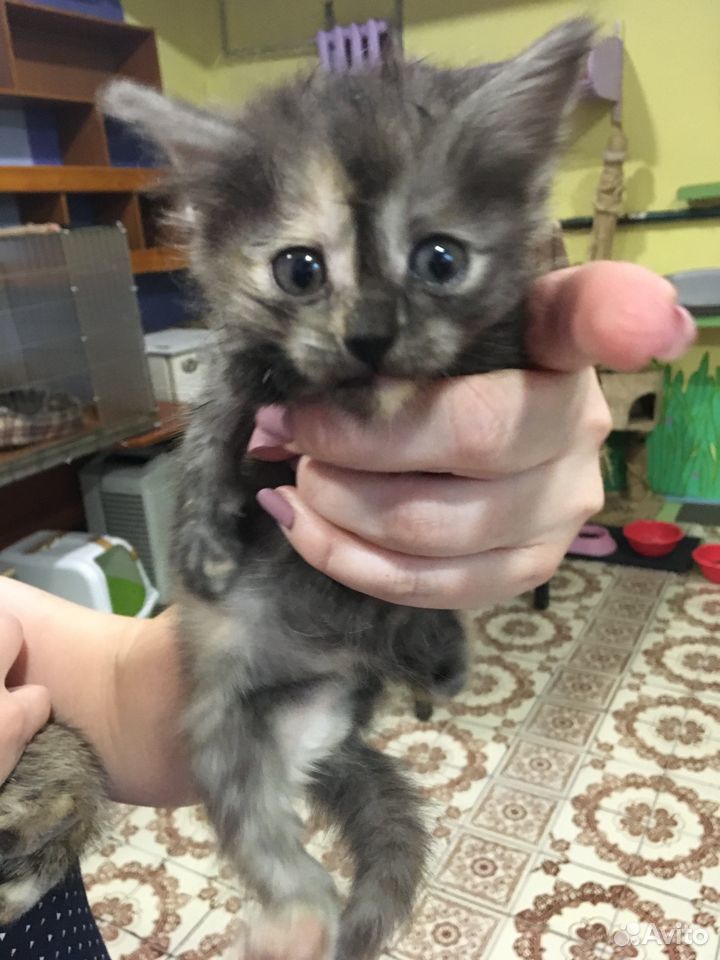 Кошка