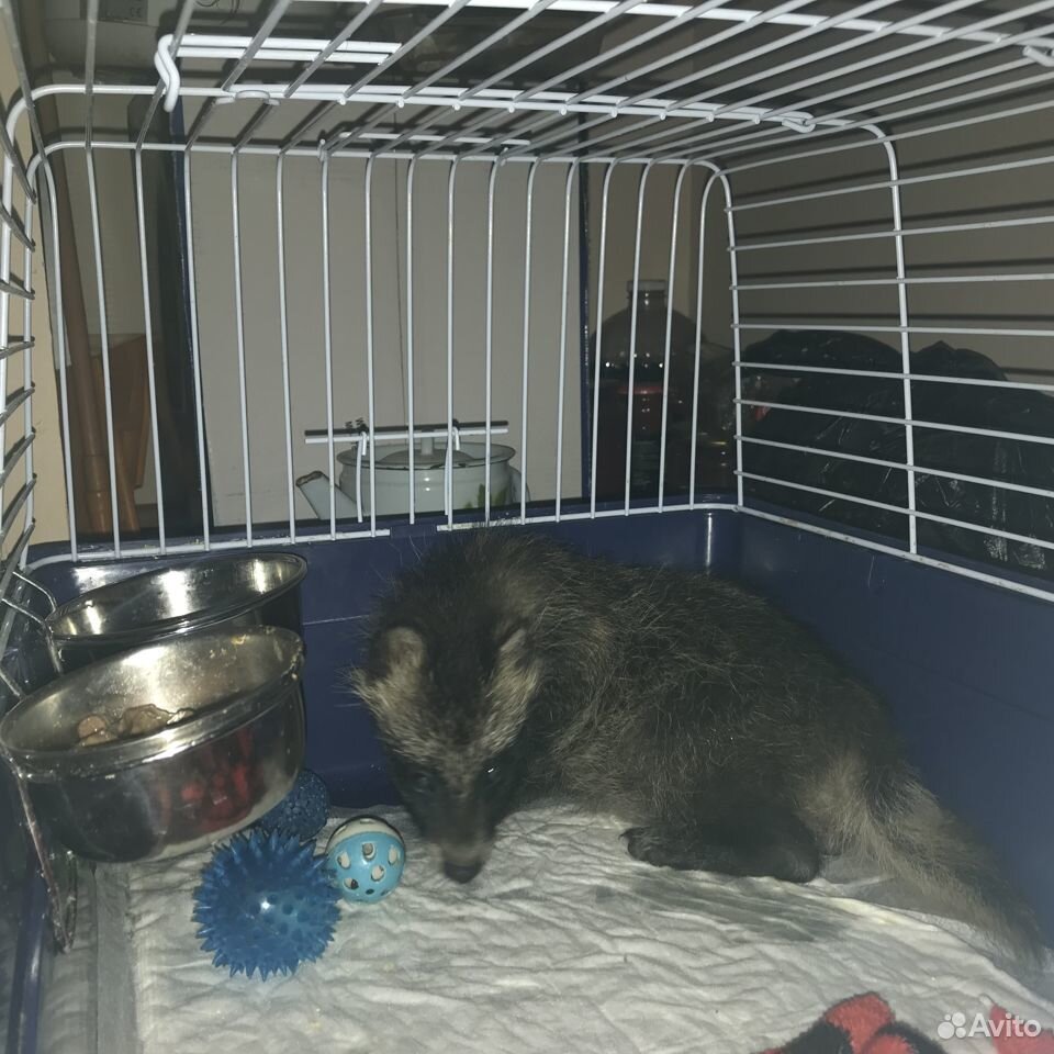 Енотовидная собака