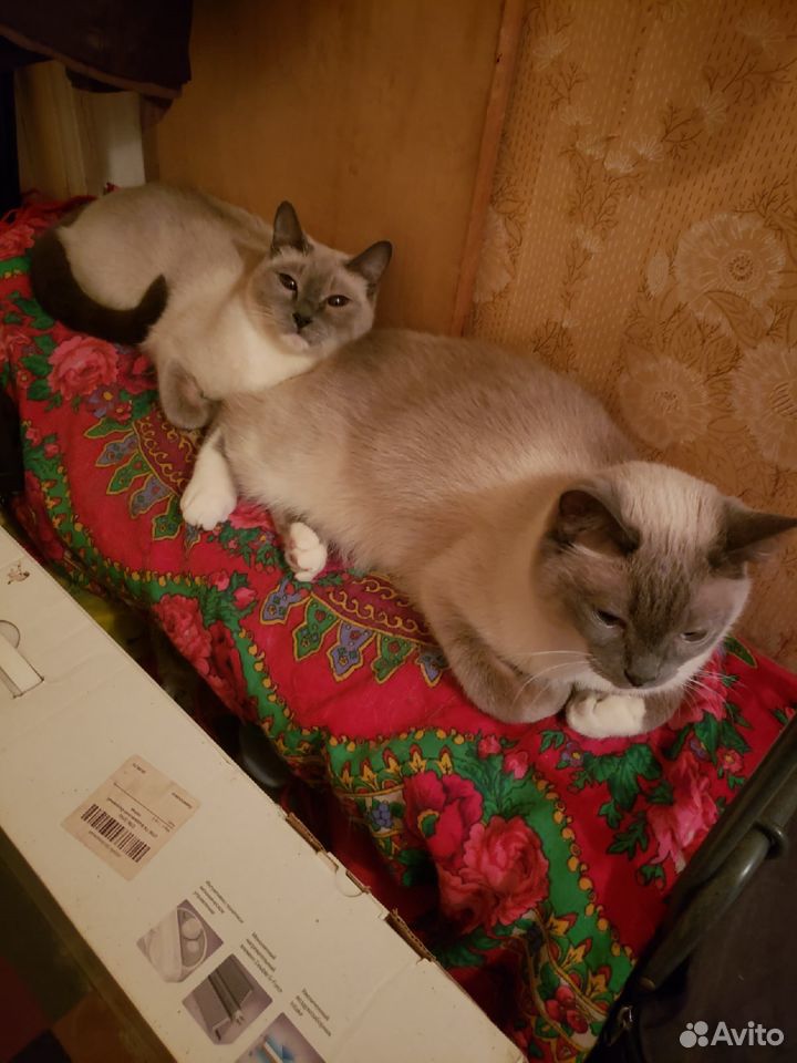 Отдам кота и кошку