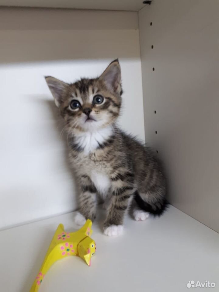 Котёнок ручная, красивая девочка, 1,5 мес