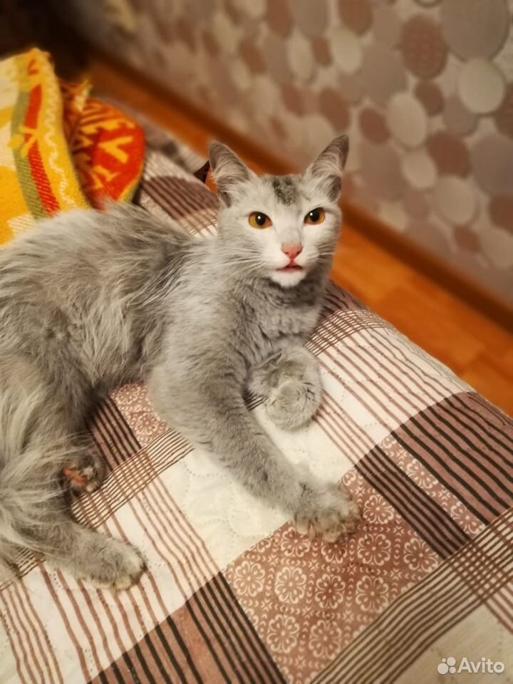 Кошка дымчато-серая