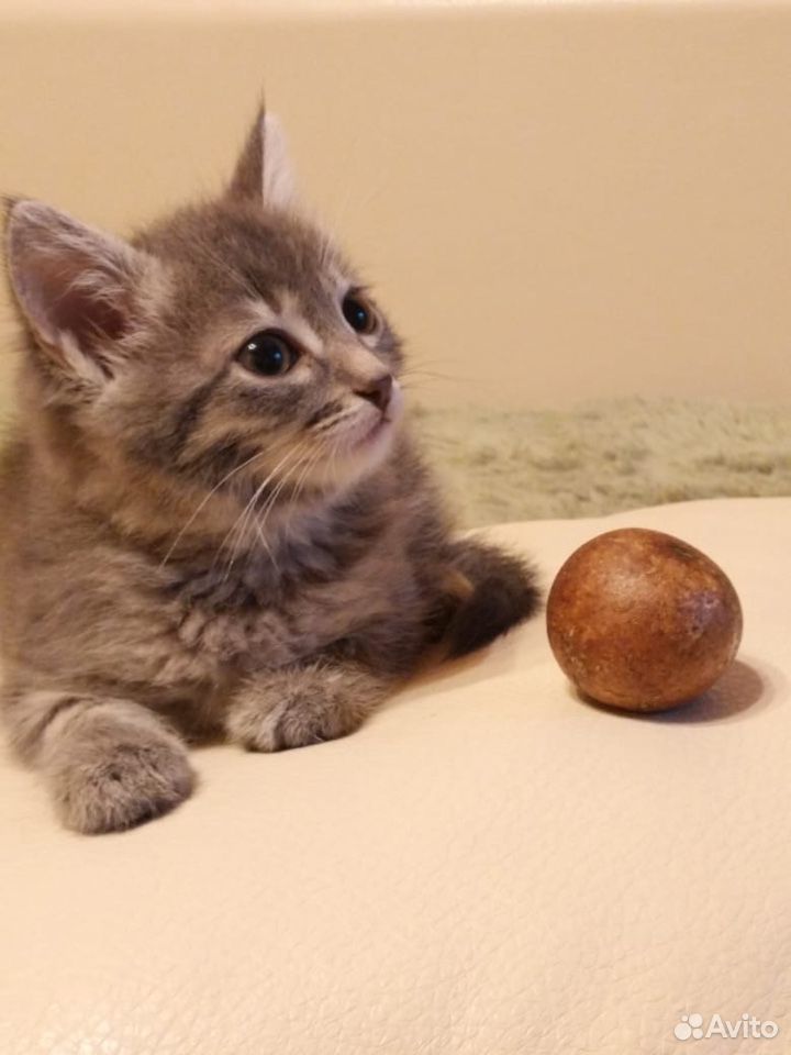 Котёнок Нюша 2,5 мес