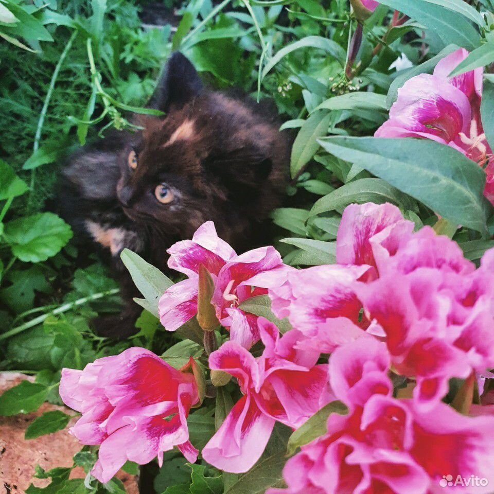 Продам кошечку-состояние