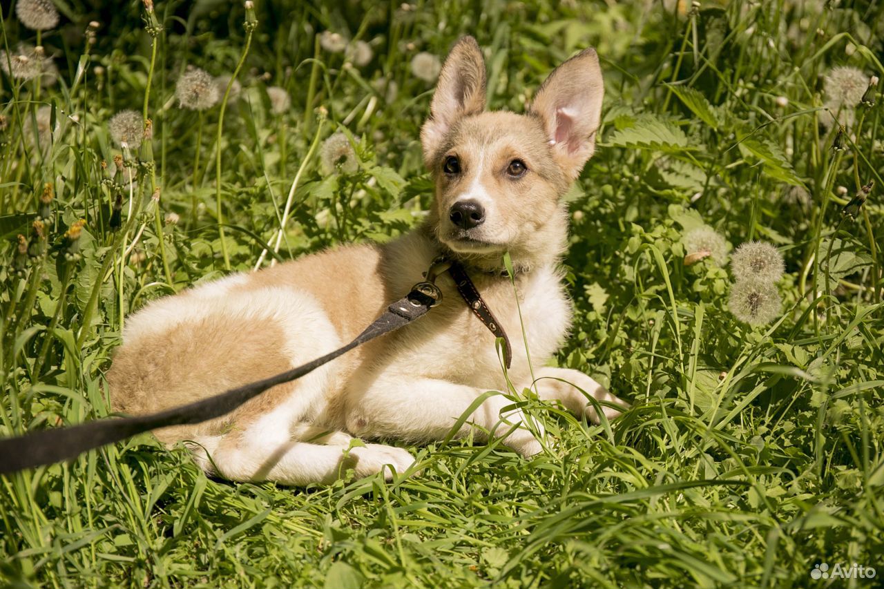 Щенуле Джо нужен дом