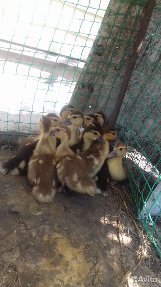 Индоутята