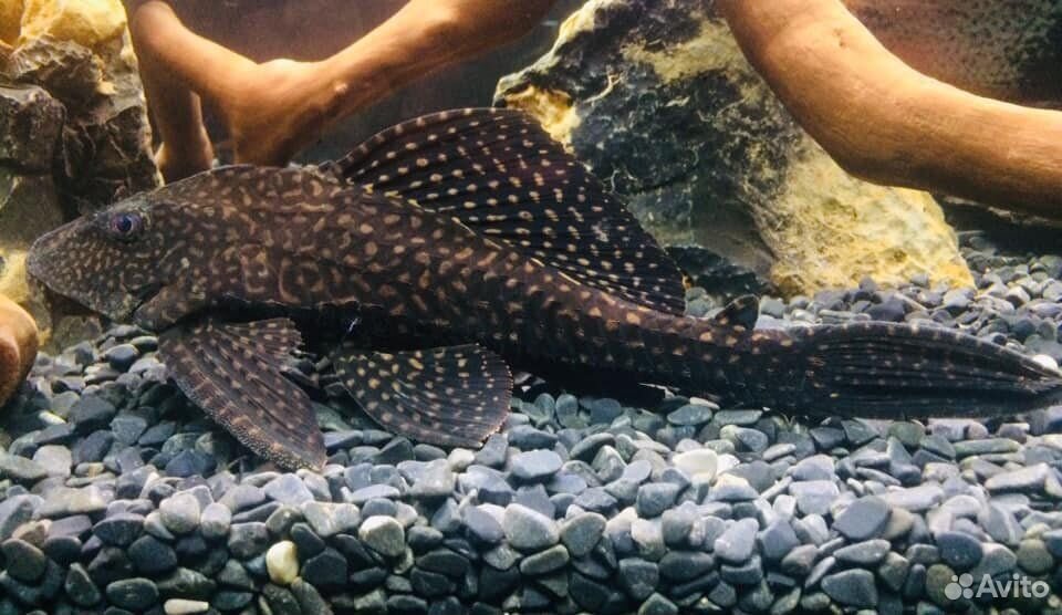 Парчовый сом птеригоплихт