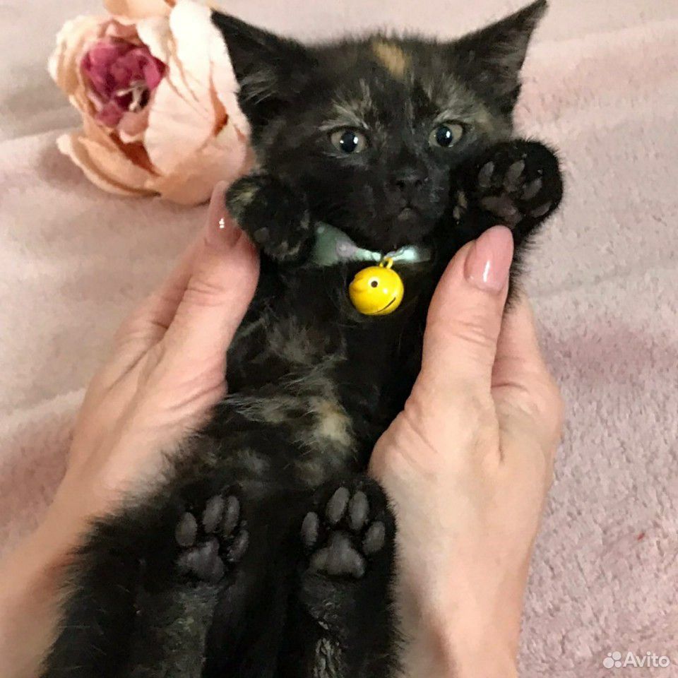 Милашка с чёрными пяточками, котенок девочка 2 мес