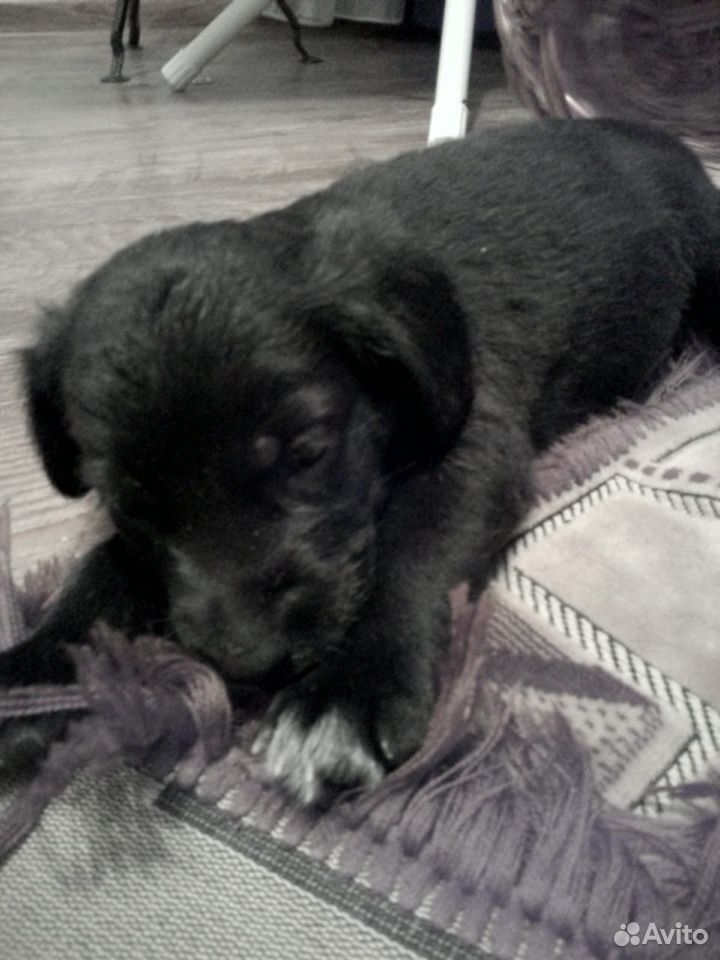 Щенки русского спаниеля