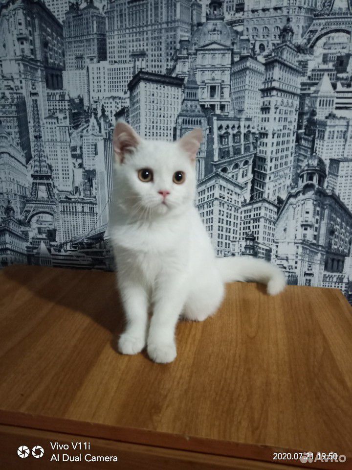 Шотландцы