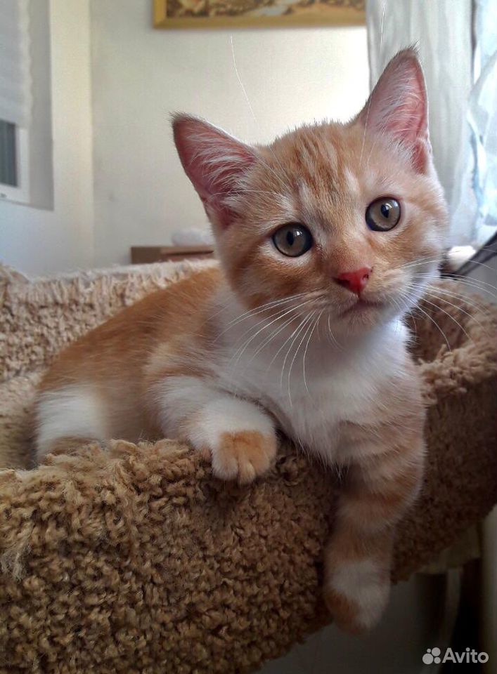 Котенок Манчкин