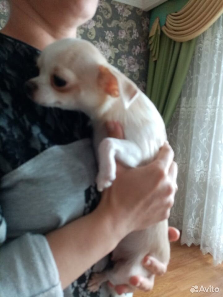Продам собаку чихуахуа