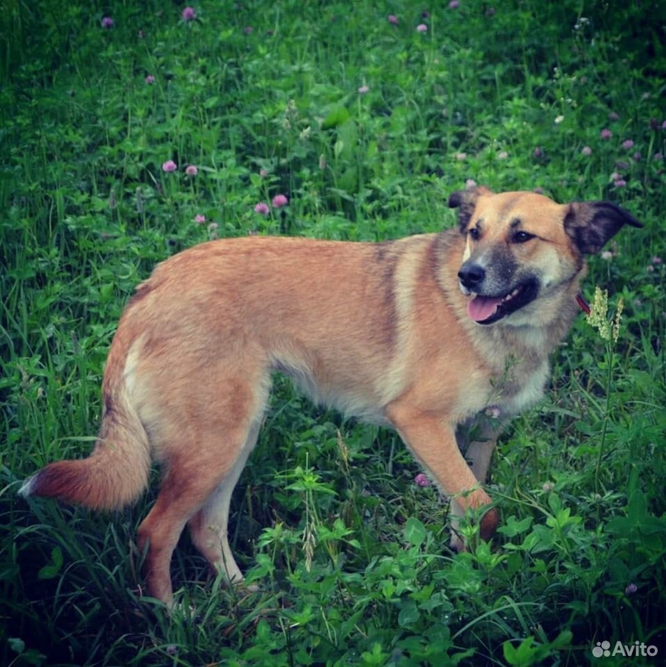Собака щенок в дар бесплатно в добрые руки