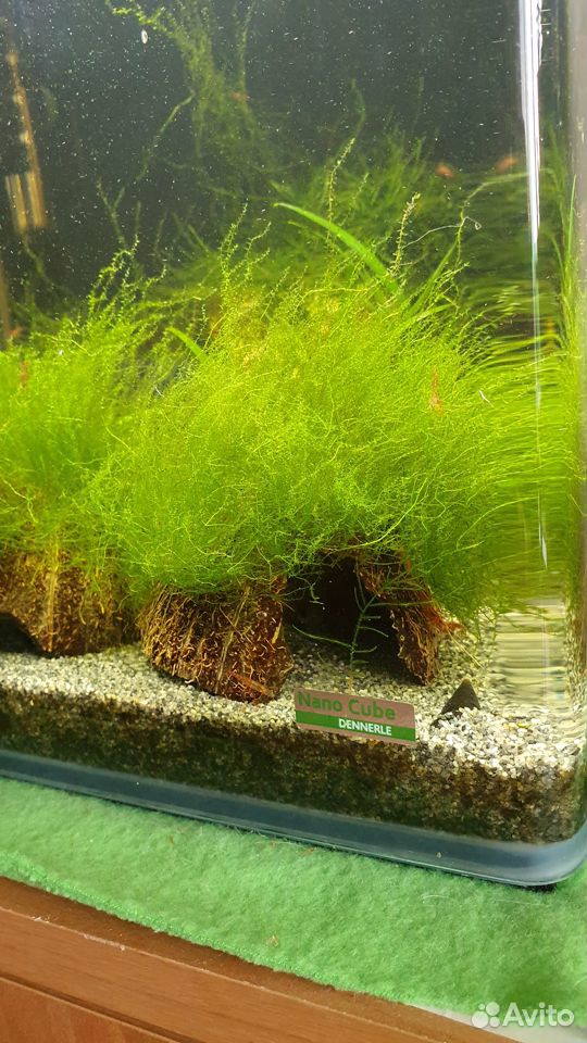 Грот из кокоса с прижившимся мхом