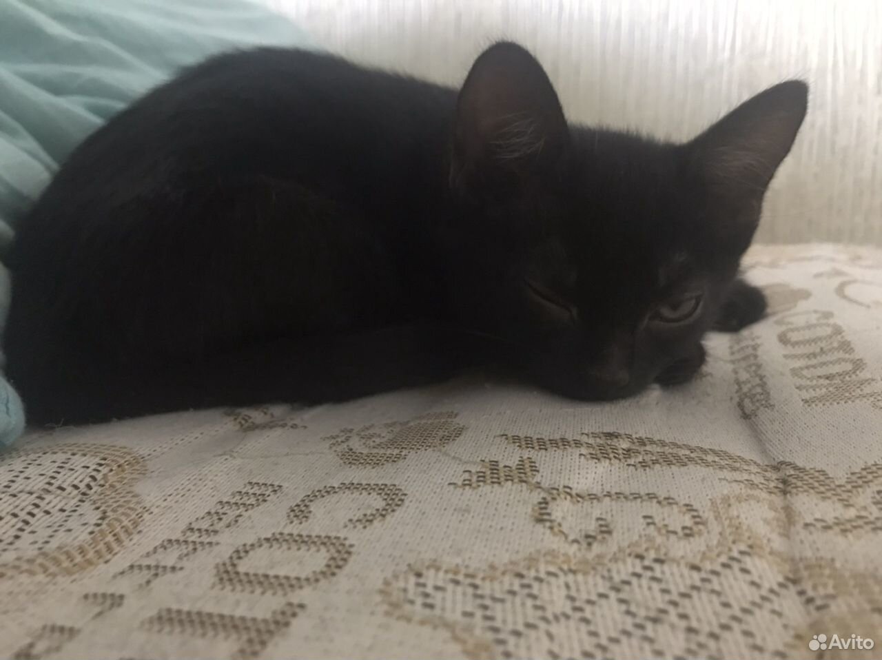 Ушастый чёрный котёнок