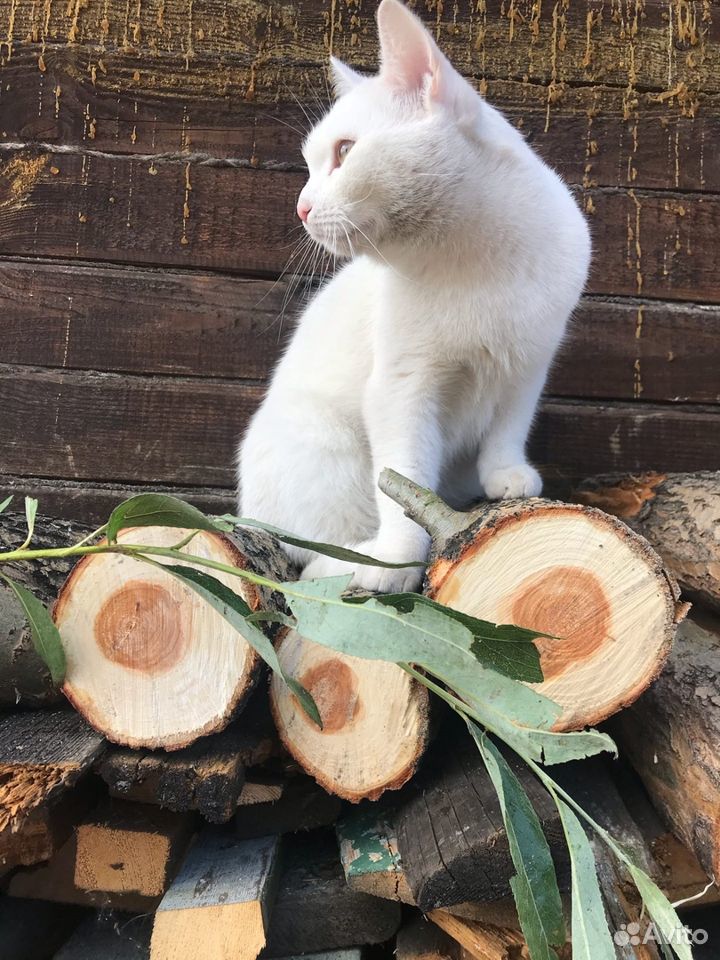 Белый ангел - кот-мышелов