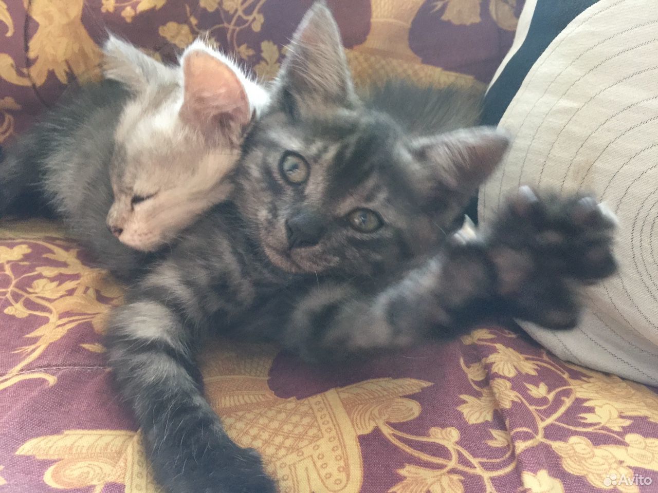 Котята девочки