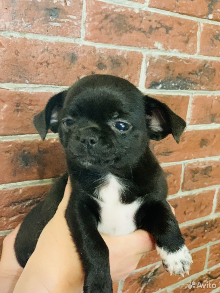 Собака Чихуа