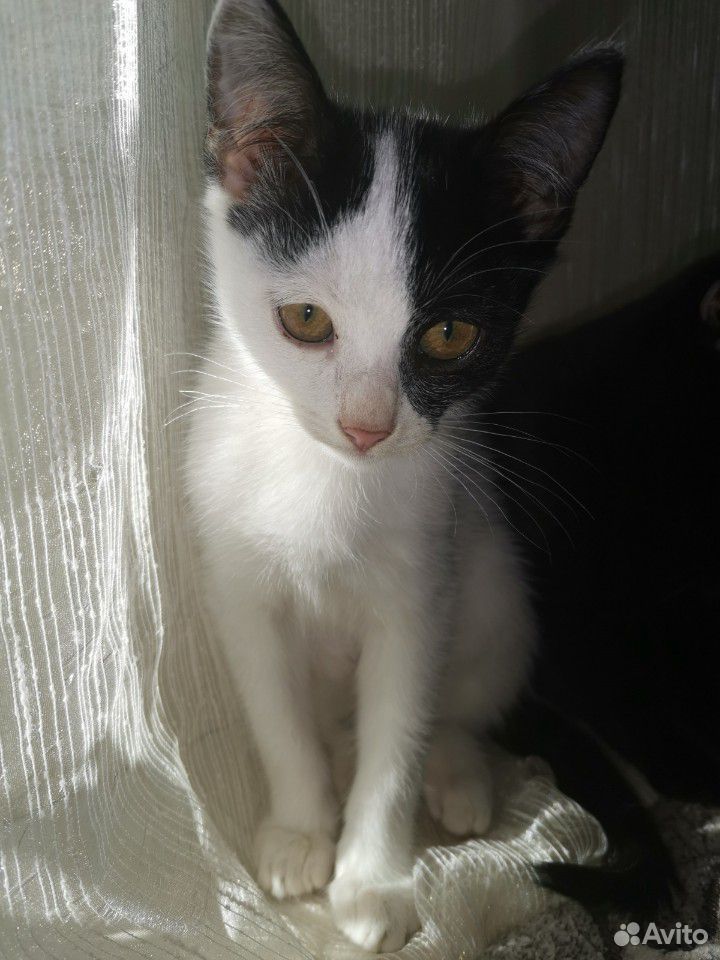 Котенок