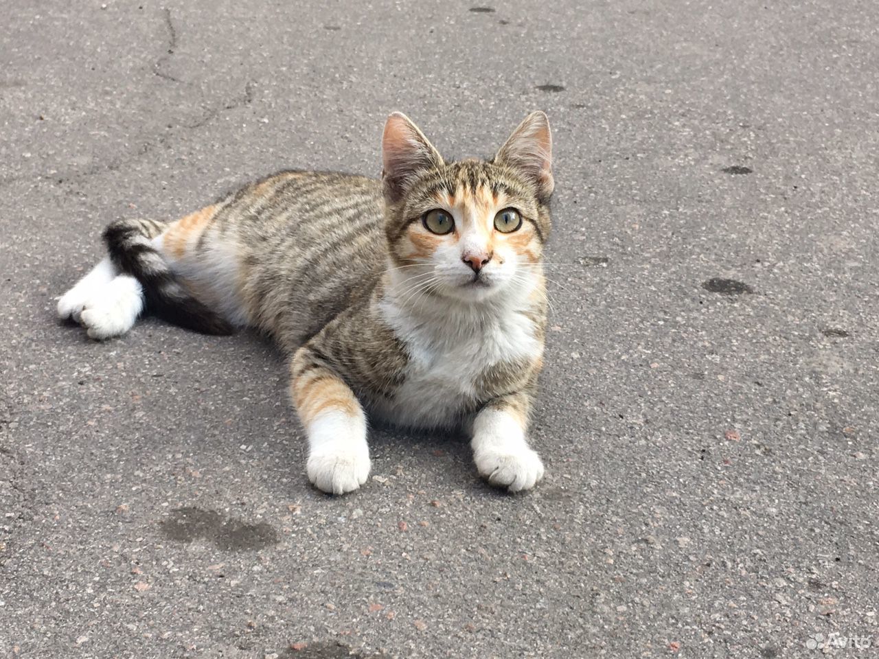 Кошечка Маруся 7,5 мес