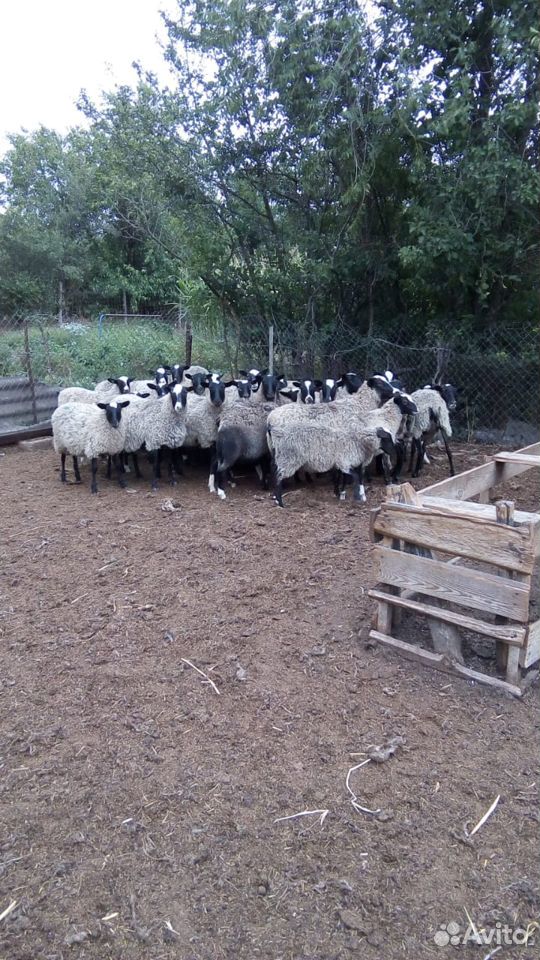 Овцы, ярки, переярки, бараны