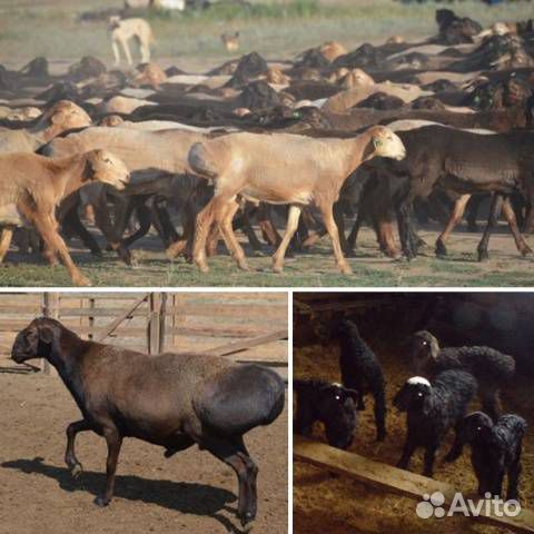 Курдючные молодые барашки