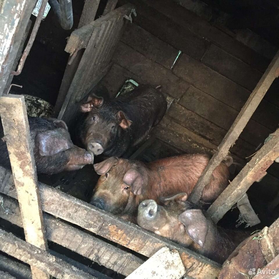 Свиньи Дюрок