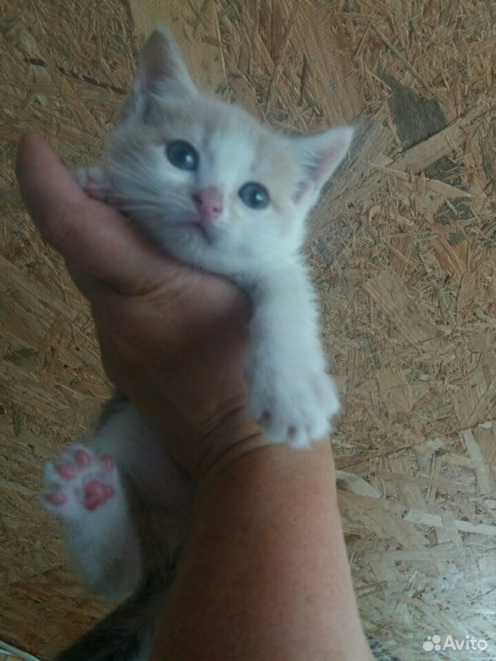 Трехцветный котенок в горошек ищет дом