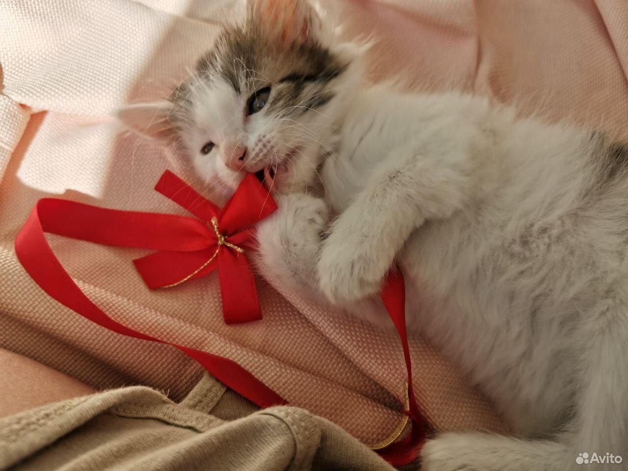 Котенок-брошенка