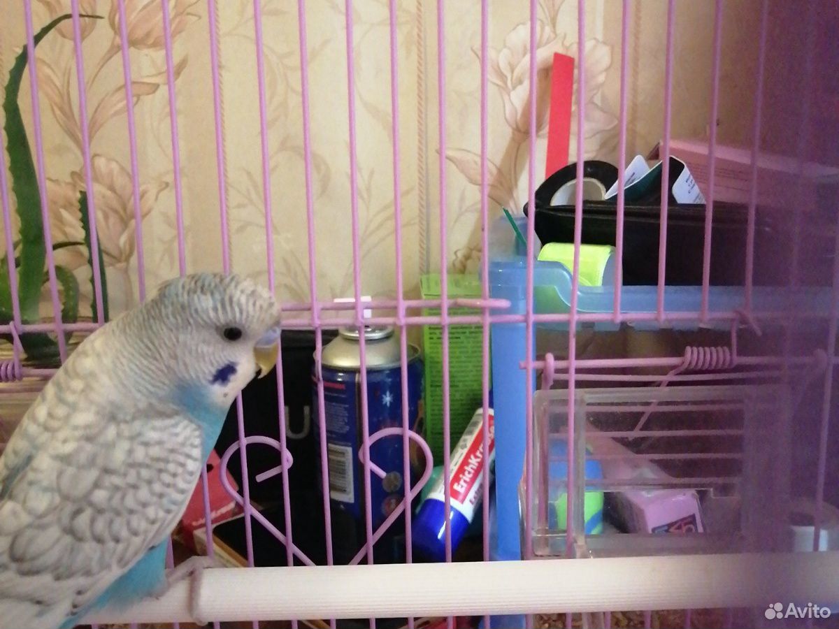 Папугай с клеткой
